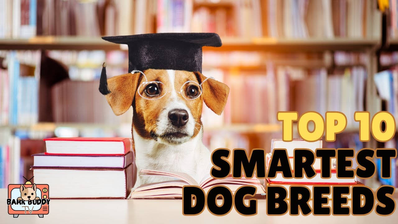The Right Paw: Top 10 Smart Dog Breeds - YouTube