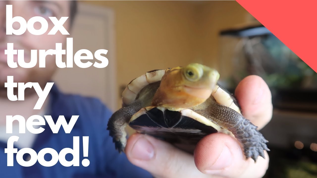 Chinese Box Turtle and Burmese Mountain Tortoise Feeding! - YouTube