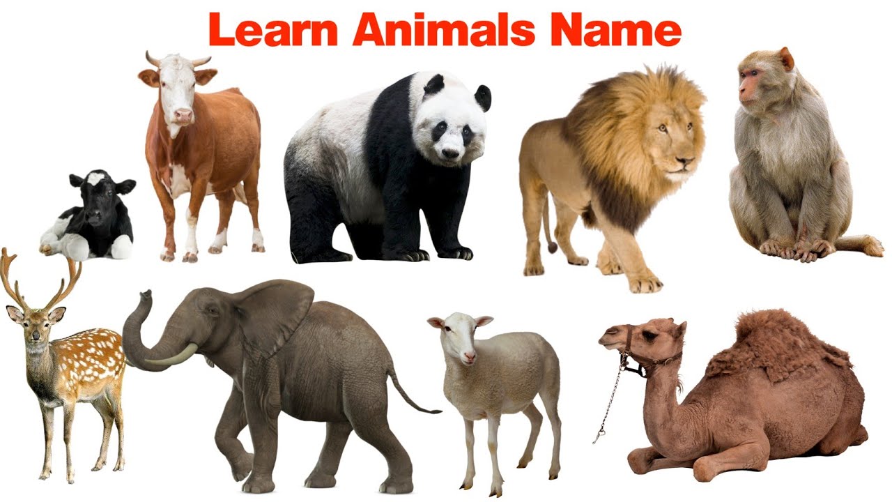 CUT ANIMAL VIDEO, Buffalo,cat,Horse parrot || Learn animal Name in ...