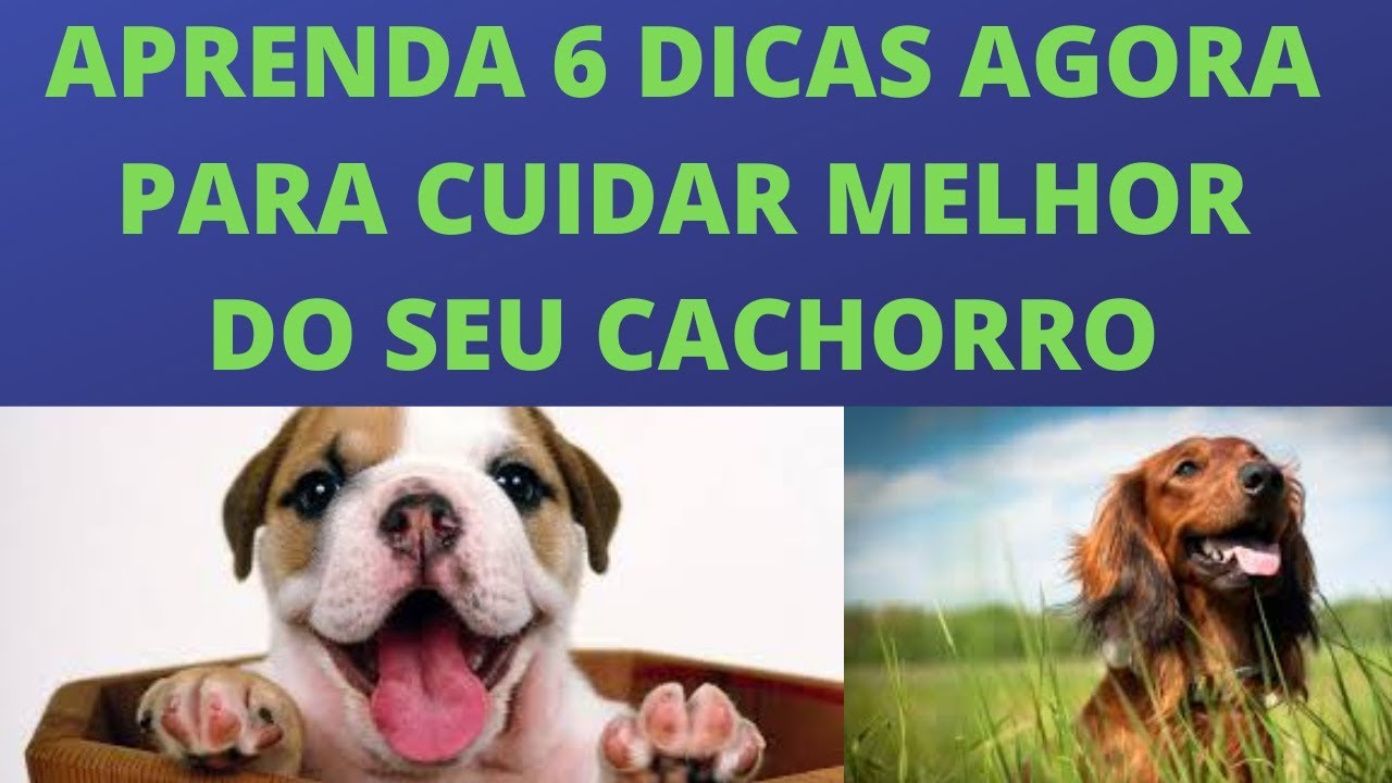 😁🐕👍Dicas para cuidar melhor do seu cachorro - 6 dicas para cuidar da ...