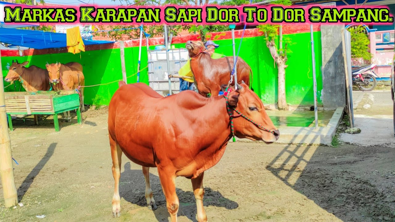 Markas Besar Karapan Sapi Dor To Dor Kab Sampang. - YouTube
