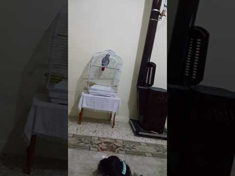 Küfürbaz Çapkın iş başında