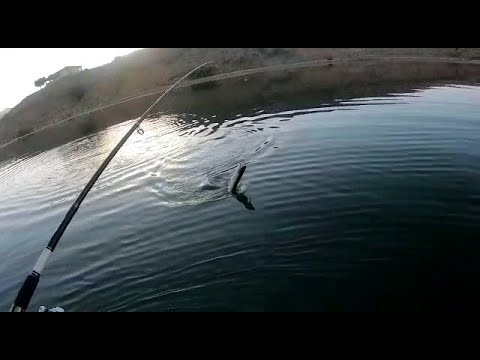 Turna Balığı Avı Kızılırmak... #shorts #video #turnaavı #turnabalığı #balıkavı #fishing #pikefishing