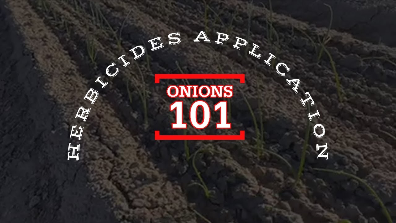 Onions 101 - Herbicides - YouTube