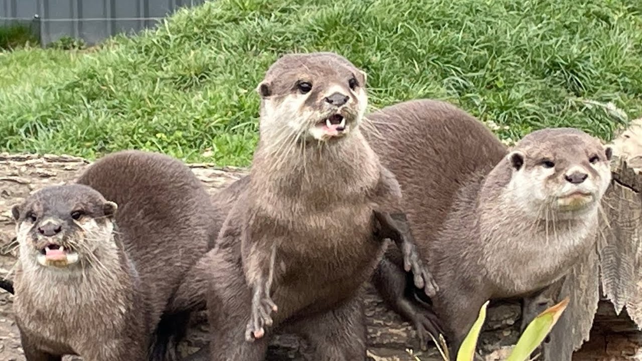 Otters scream at my family at the zoo - YouTube