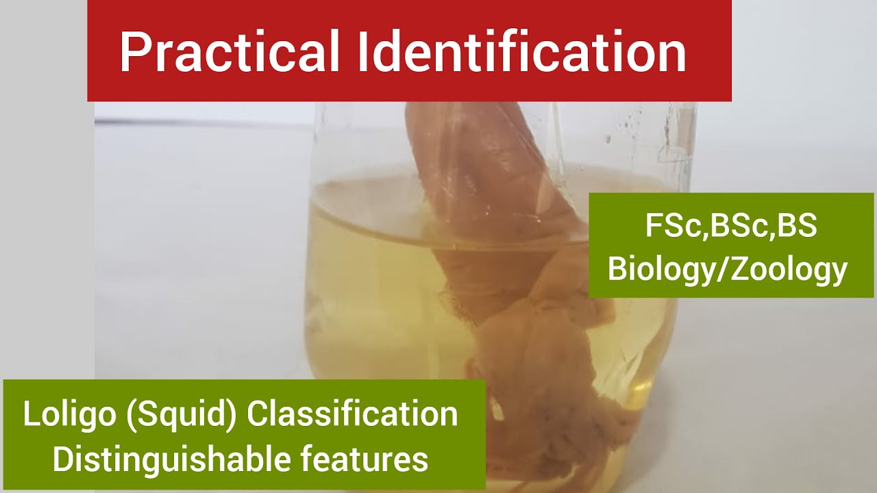 Loligo (squid) distinguishable features|Loligo characteristics|Loligo ...