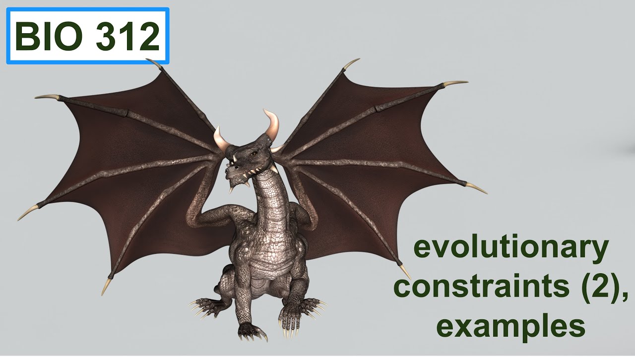 Evolutionary constraints (2), examples. - YouTube