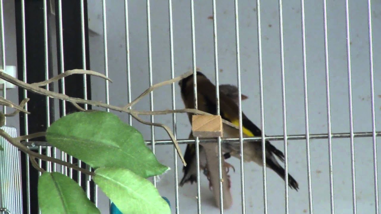 ptice pevacice-odgoj-2011.m2ts - YouTube