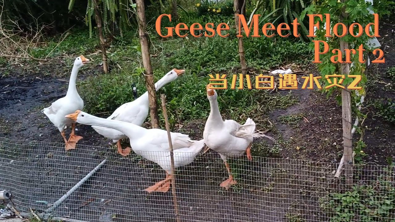 Geese Meet flood part2 当大家在忧愁水灾时，正在开心的小白 Part 2 - YouTube