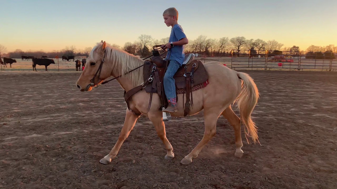 Wade (9yrs) riding Pistachio walk/trot - YouTube