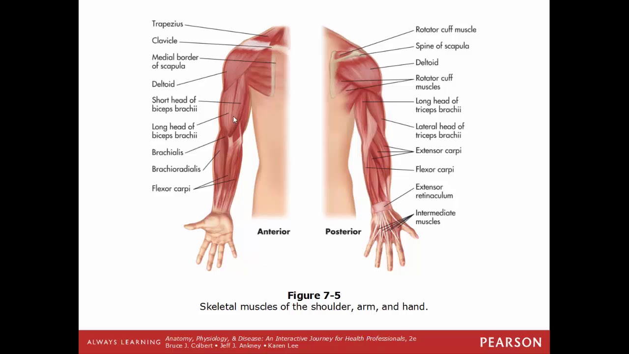 SCI 201 Anatomy Physiology Crash Course Ch7 YouTube sci-201-anatomy-physiology-crash-course-ch7-youtube