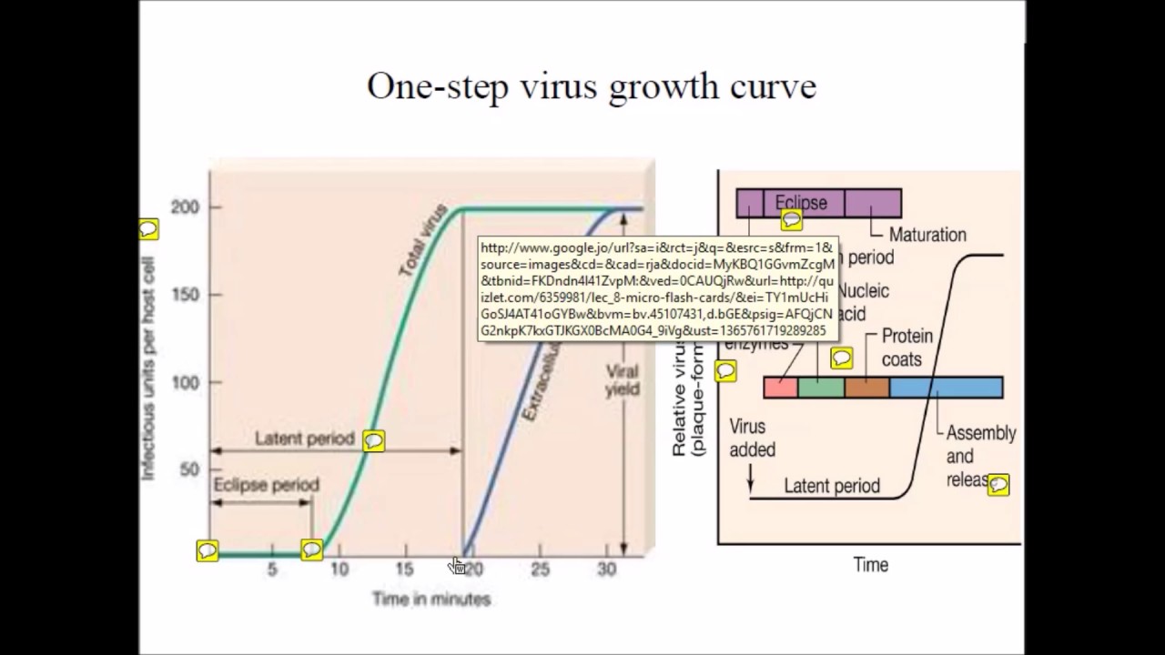 Virology Lecture 2 - Viral Life Cycle - YouTube