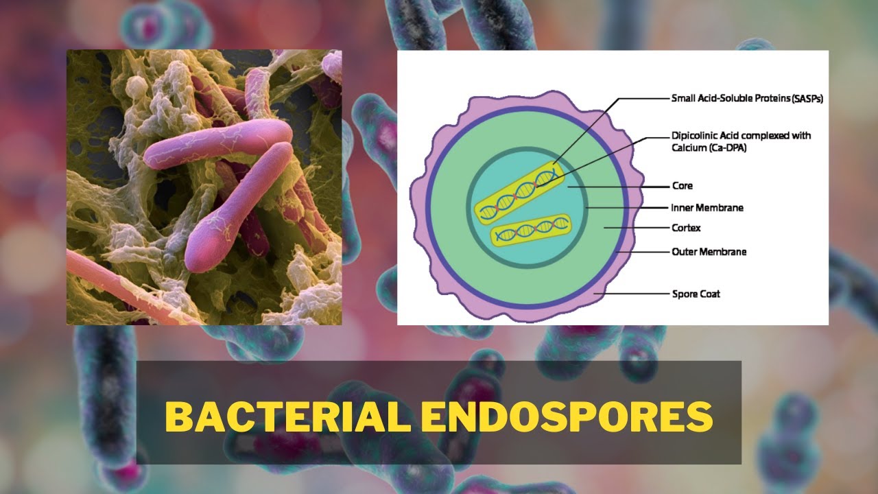 Bacterial Endospores | Endospore Structure, Endospore Formation, Types ...