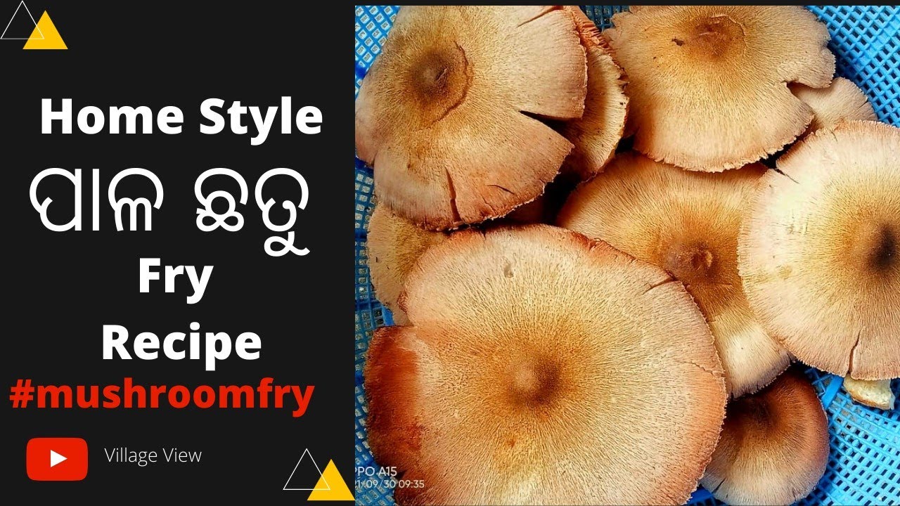 ପାଳ ଛତୁ Recipe | ଥରେ try କରନ୍ତୁ | Pala chatu tarakari | mushroom curry ...