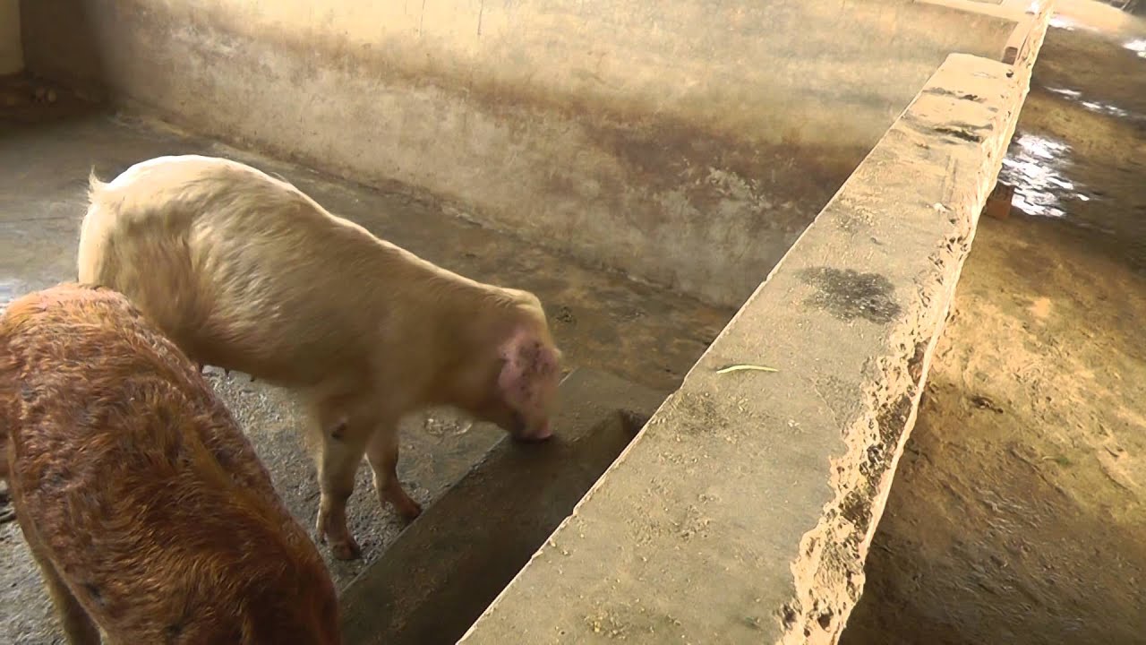 Pig farming in Nepal - YouTube