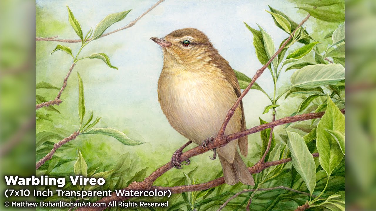 Warbling VireoTransparent Watercolor Painting and Time lapse (SHORT no ...