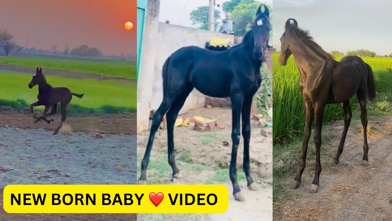 Horse video | new born baby video | horse baby growth video | new video ...
