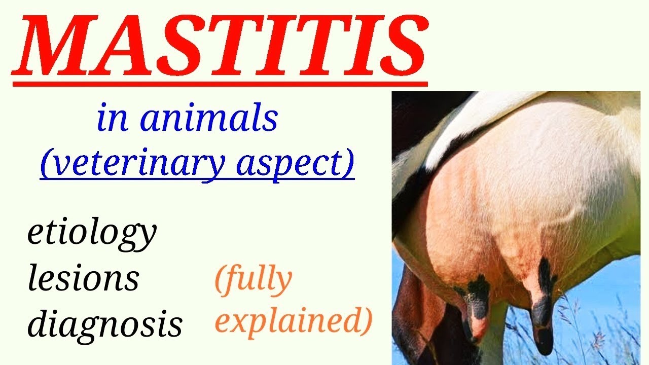 MASTITIS | etiology | lesions | diagnosis | veterinary aspect | - YouTube