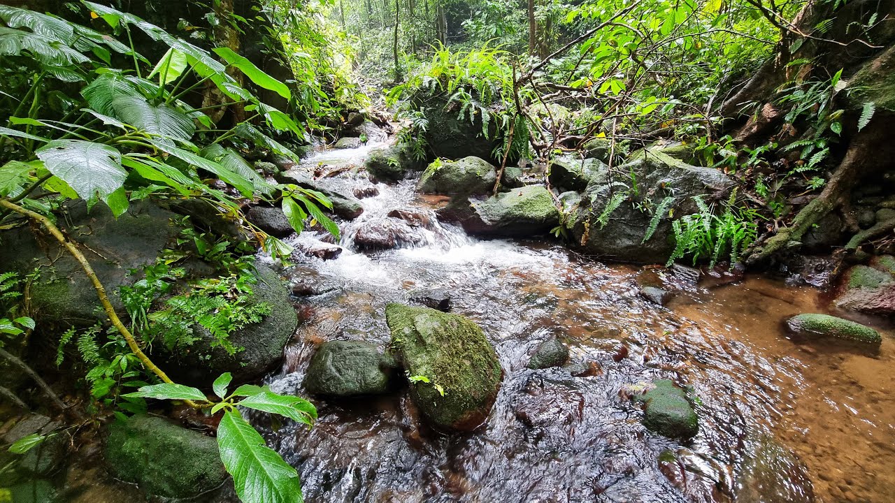 Moss Covered Rock Forest Stream Sounds - YouTube