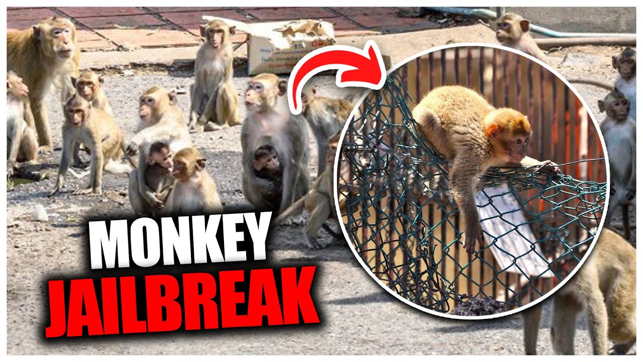 Monkey ESCAPE Caught On CAMERA - YouTube