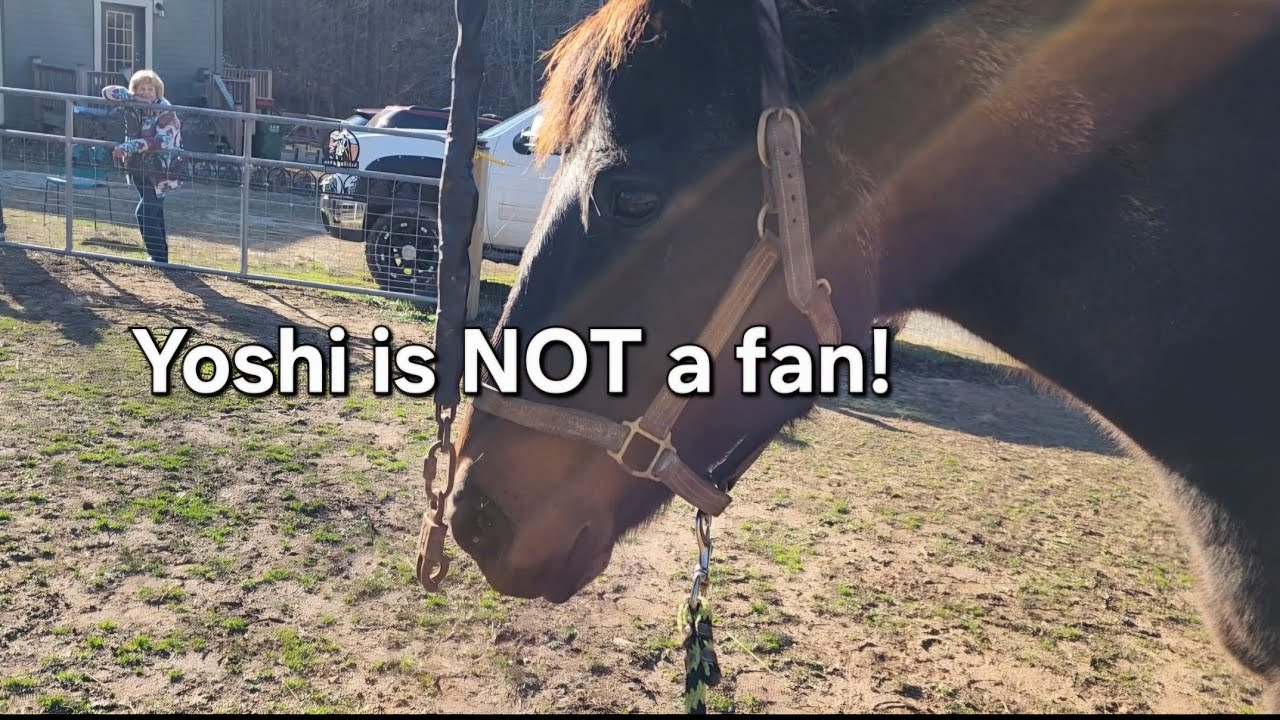 Yoshi and the lead walker are not friends....yet! - YouTube