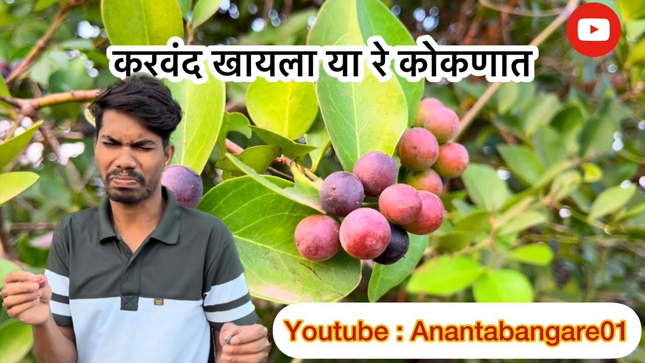 आपला कोकण | करवंद | apala kokan | karvand | new kokan videos full HD 4K ...