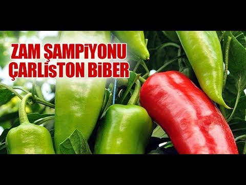 Zam şampiyonu Çarliston biber