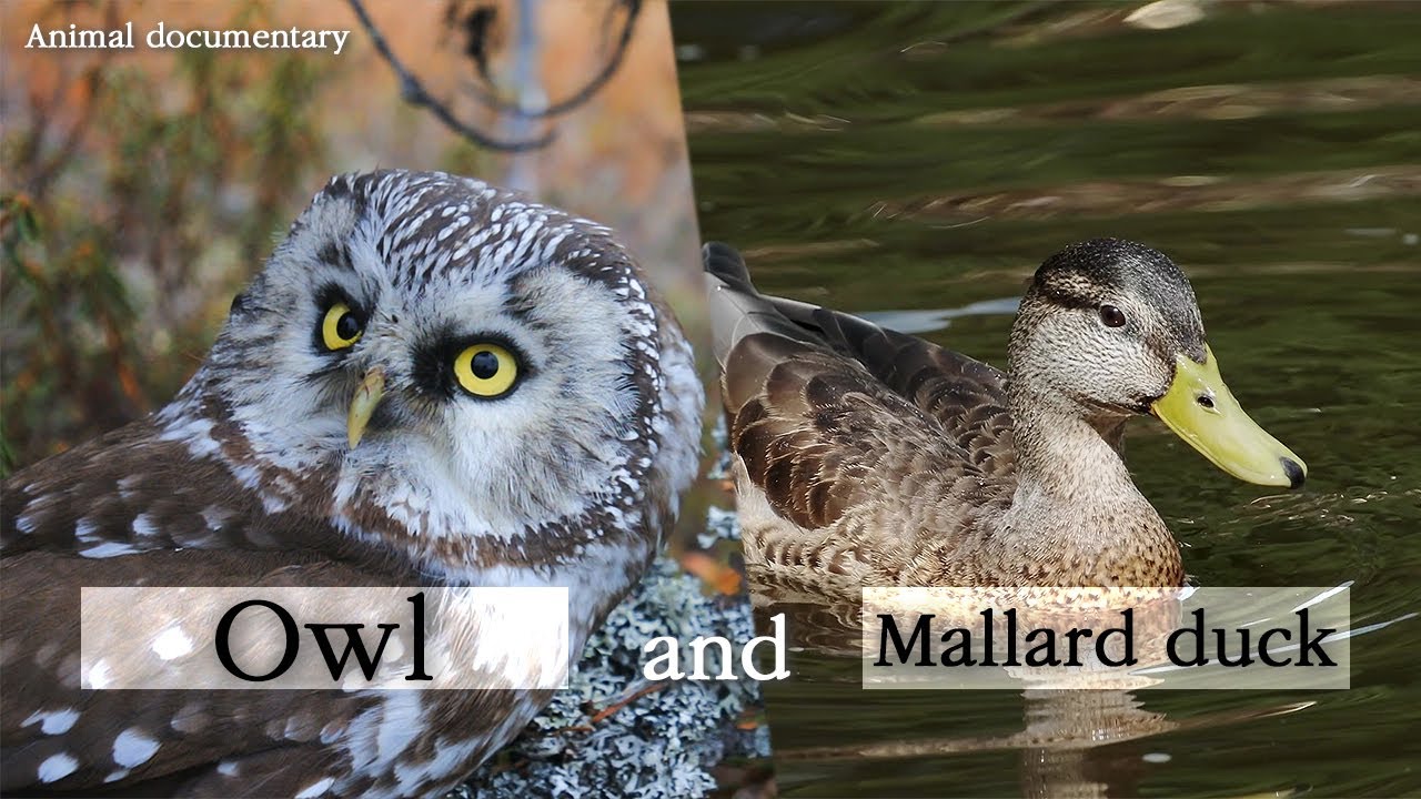 Owl, Mallard [Animal Documentary] - YouTube