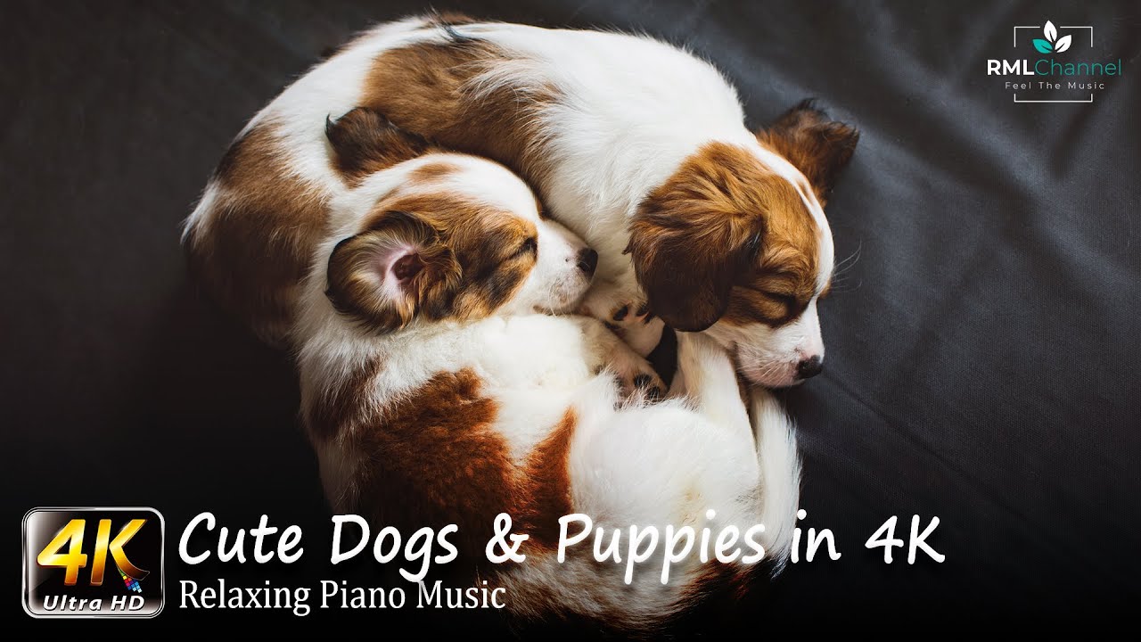 Dogs Video in 4K - Cute Dogs & Puppies in 4K Ultra HD 🐶 - YouTube