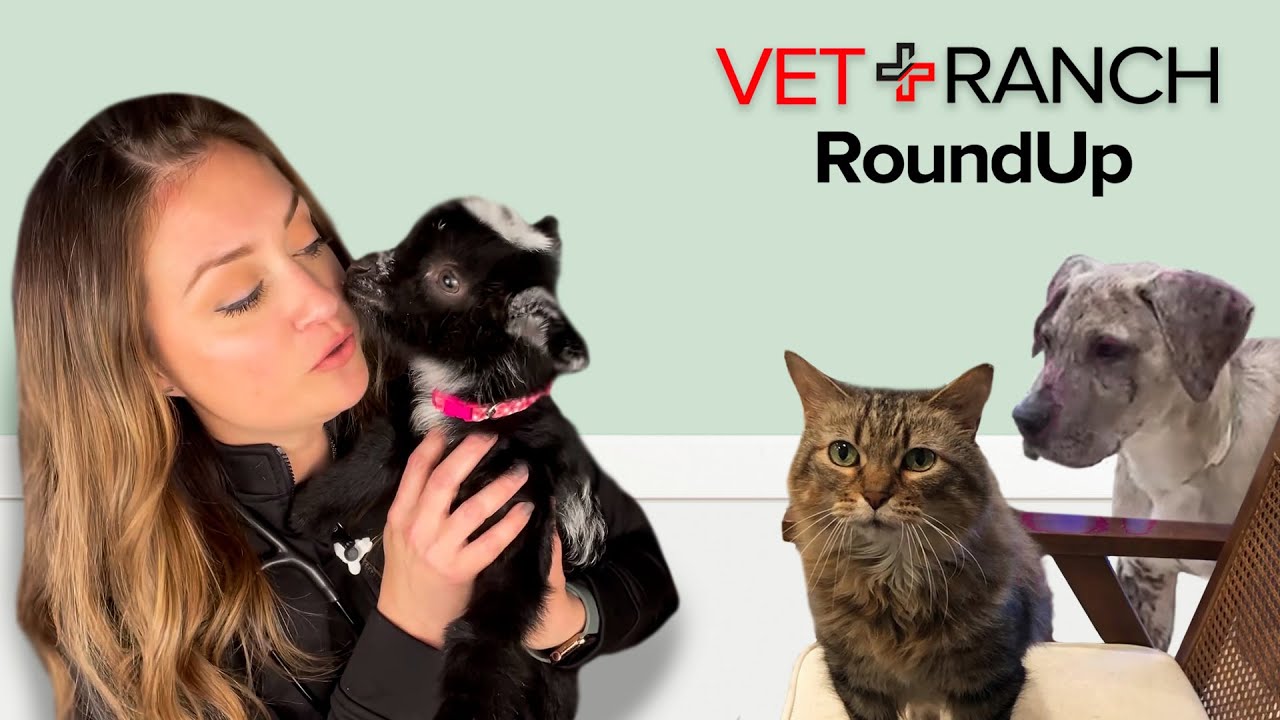 Baby Goat Rescue and Cats SAVED from Euthanasia - YouTube