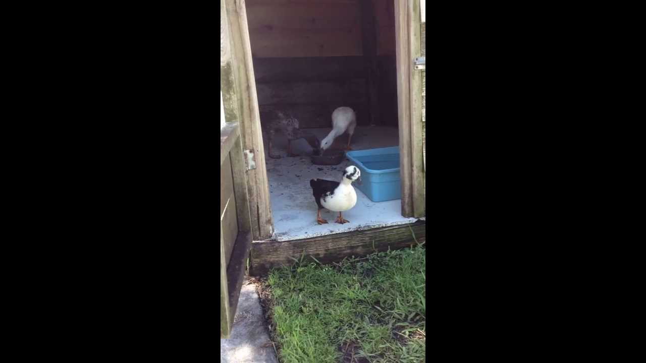 Inside my ducks' house - YouTube