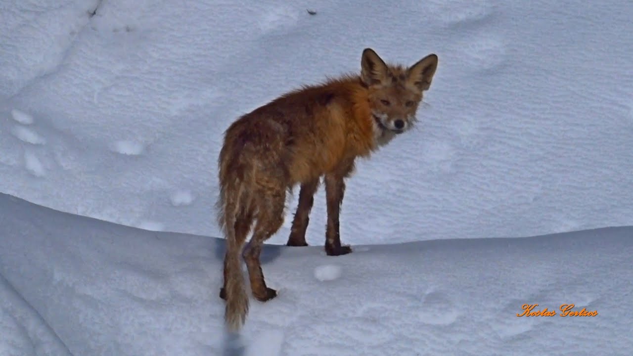 ΑΛΕΠΟΥ ΣΤΟ ΧΙΟΝΙΣΜΕΝΟ ΟΡΟΣ ΒΕΡΜΙΟ. FOX ON SNOWY MOUNT VERMIO, GREECE ...
