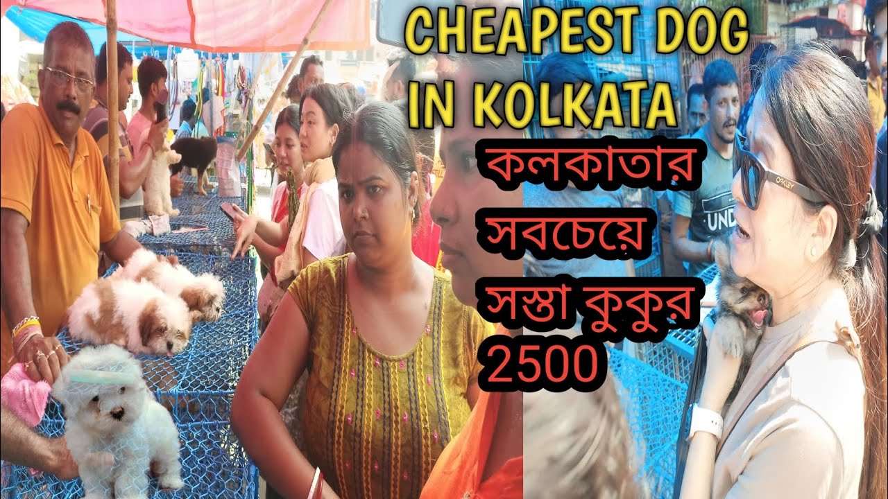 Cheap Price Dog In Kolkata : Galiff Street Pet Market Kolkata : Recent ...
