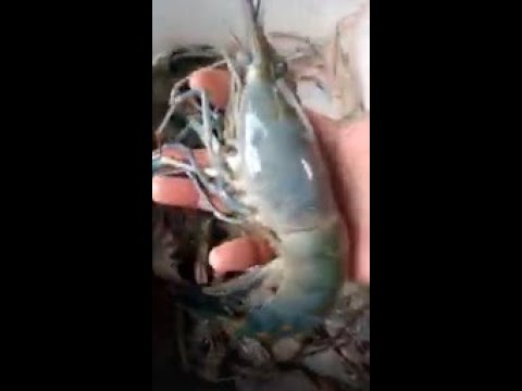 lagi ...UDANG GEDE GEDE SEGER - YouTube