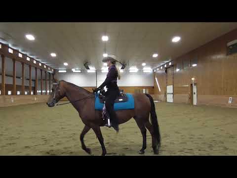 WDAA World Show Laura Sottile and Sarde's Delicious Class I2A: Intro ...