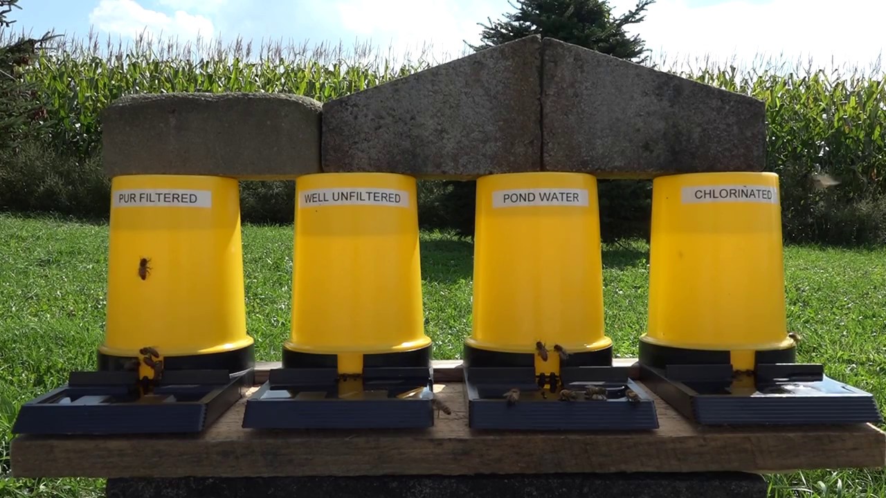 Honey Bees choose their favorite water source Do they really care ...