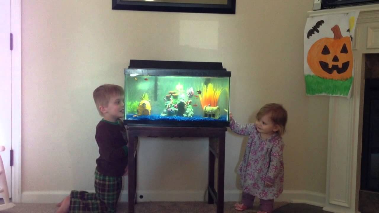 Peek a boo fish tank - YouTube