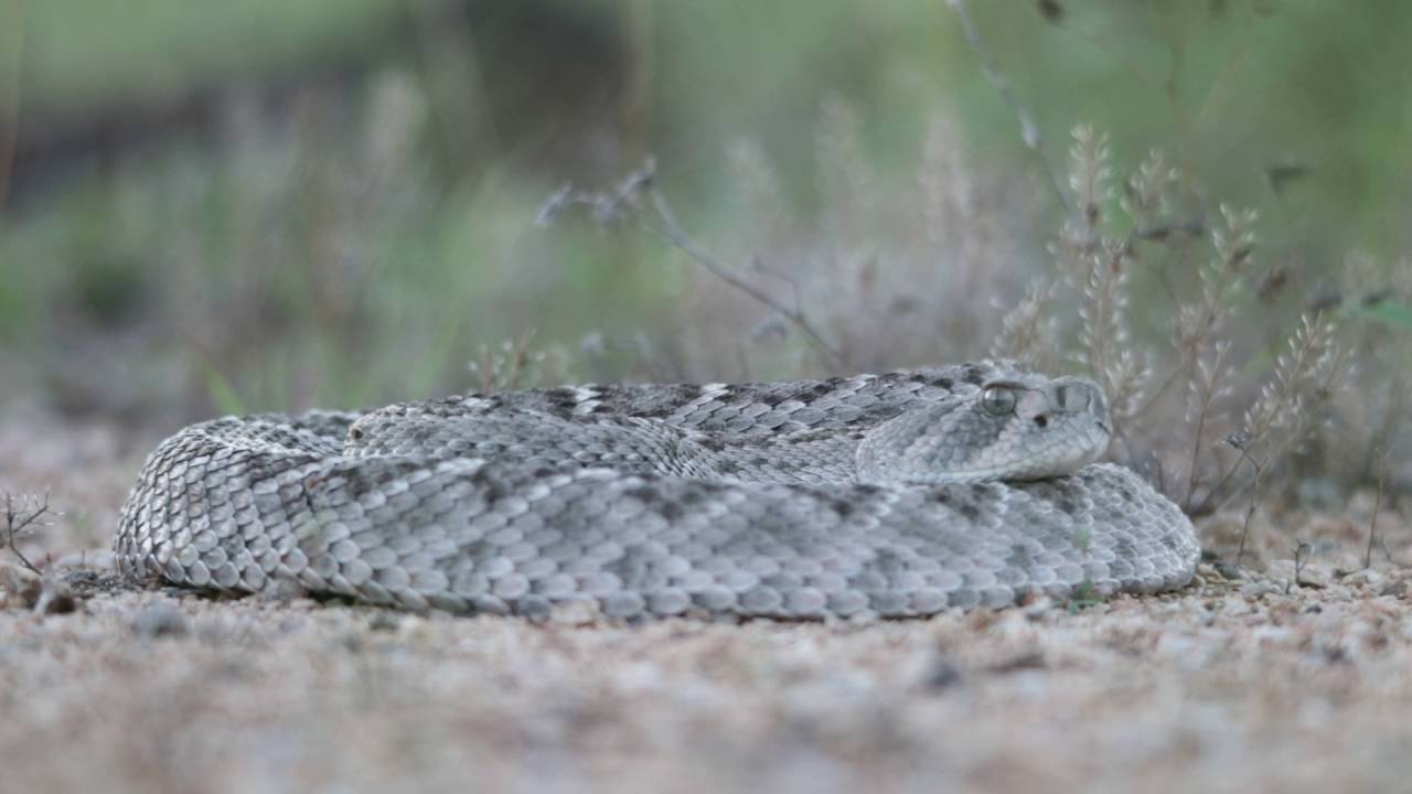 Diamondback Rattlesnake sleeping - YouTube