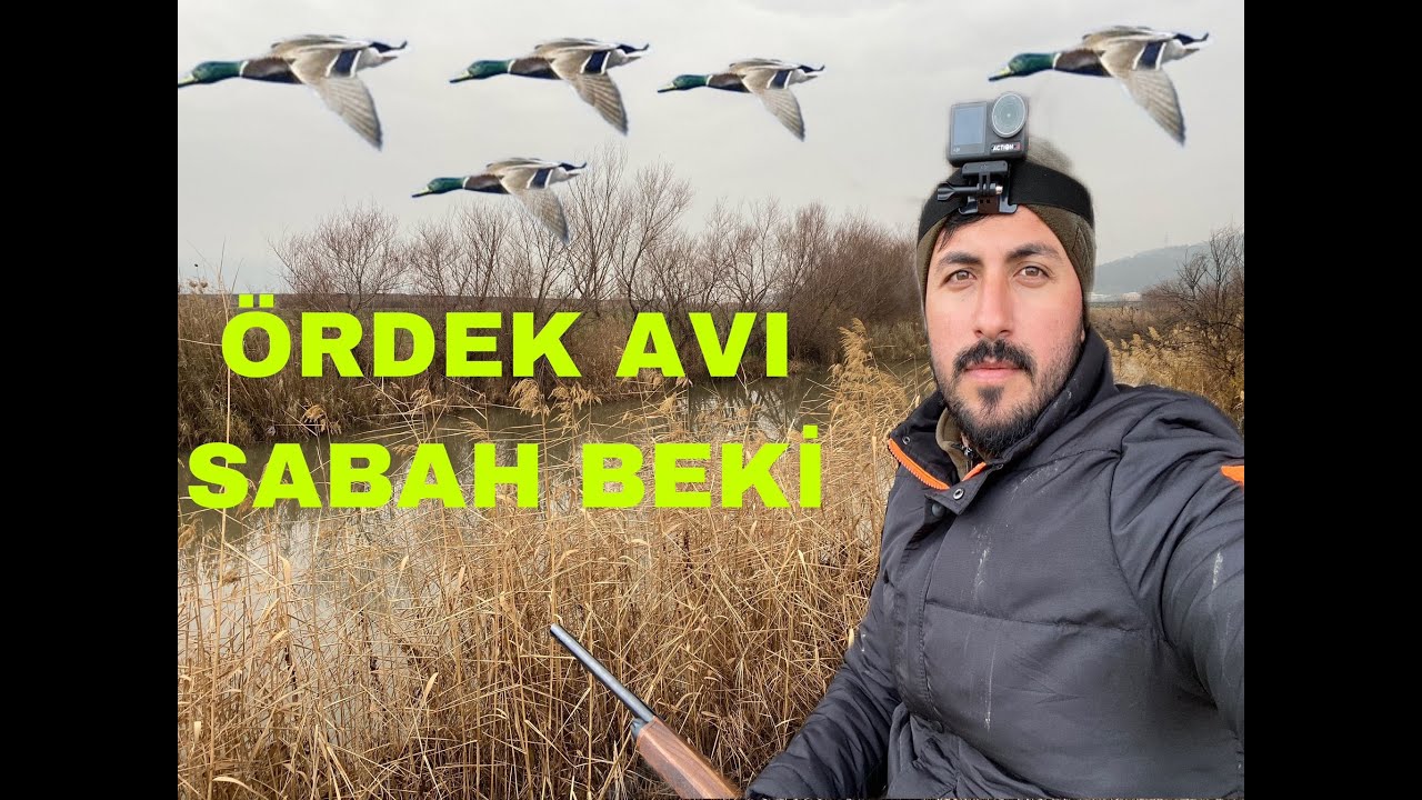 ÖRDEK AVI SABAH BEKİ (DUCK HUNTİNG) - YouTube