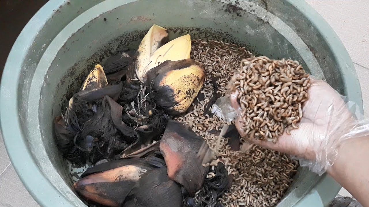 Cara Membersihkan Magot BSF dari Kasgot Bekas Magot dan Sisa Pakannya ...