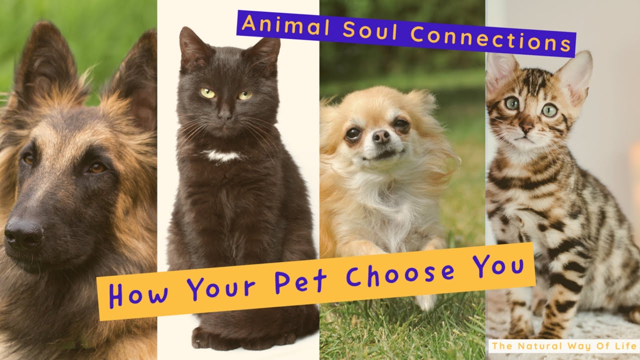 Animal Soul Connections 💜 Choosing Your Pet #animalspiritguides # ...