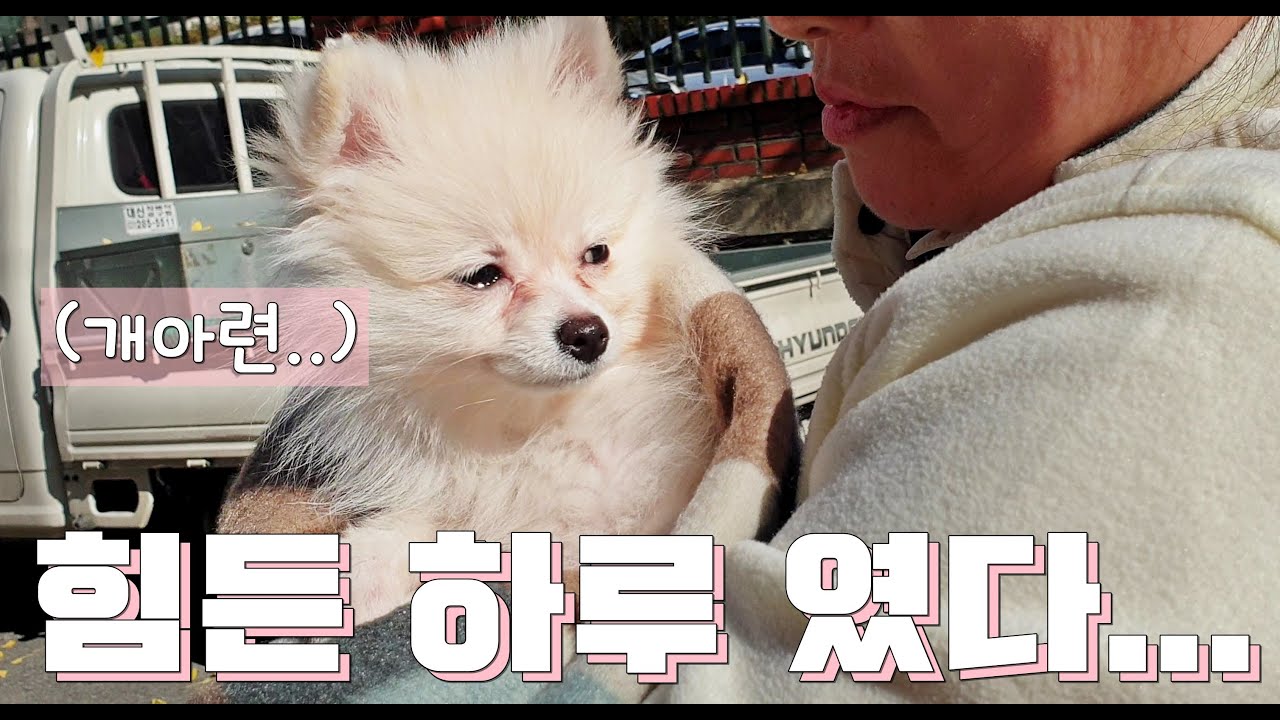 [별이야기 ]새끼 강아지 3차 예방접종 Baby dog tertiary inoculation - YouTube