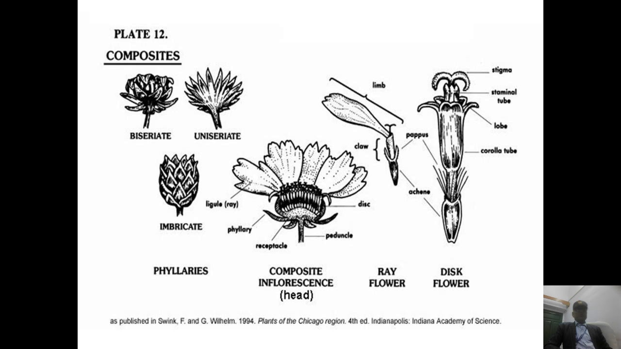 systematic classification asteraceae Dr. G.P. Dayama - YouTube