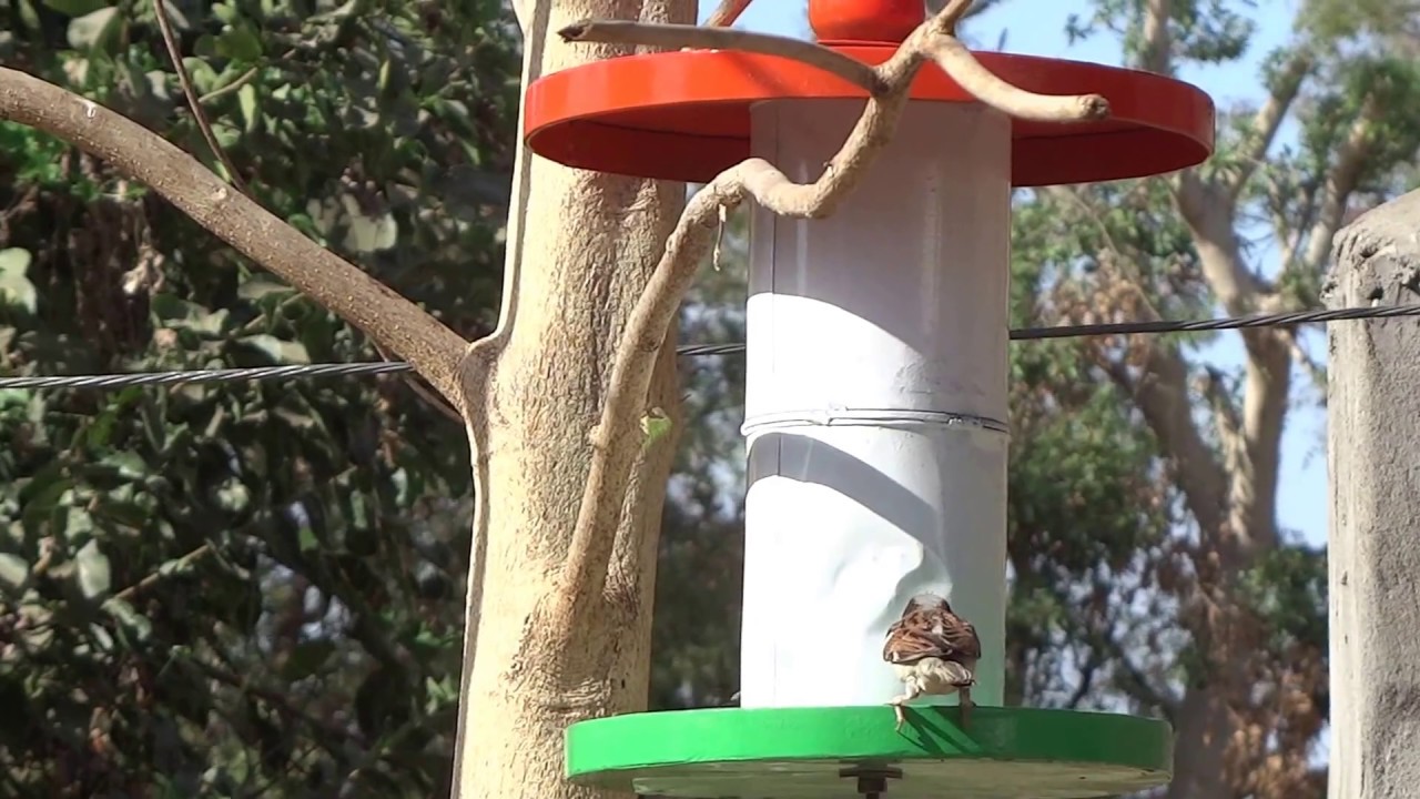 Mini Chabutro | ચણ ચણતા પંખીઓ | Live - YouTube