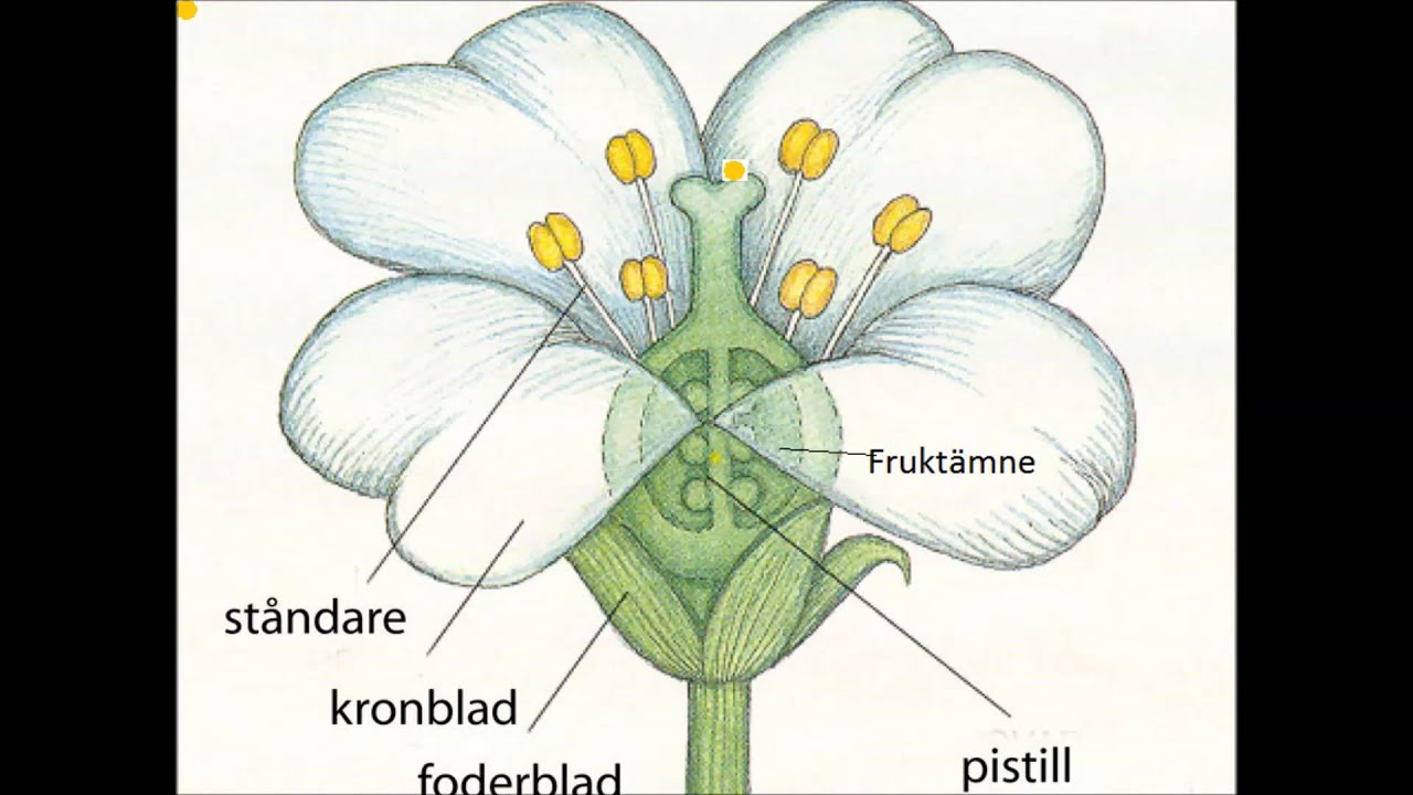 Pollinering - YouTube
