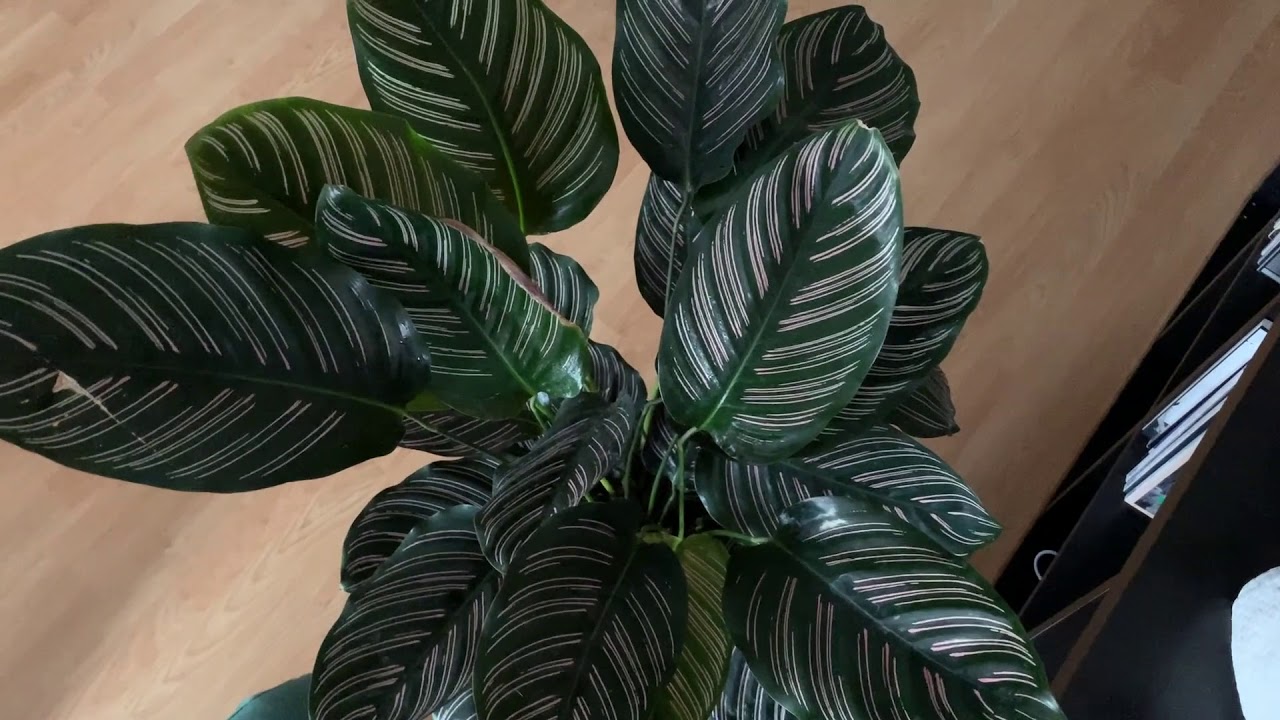 Cuidados de las Calateas | Os enseño mi Calathea Ornata ...