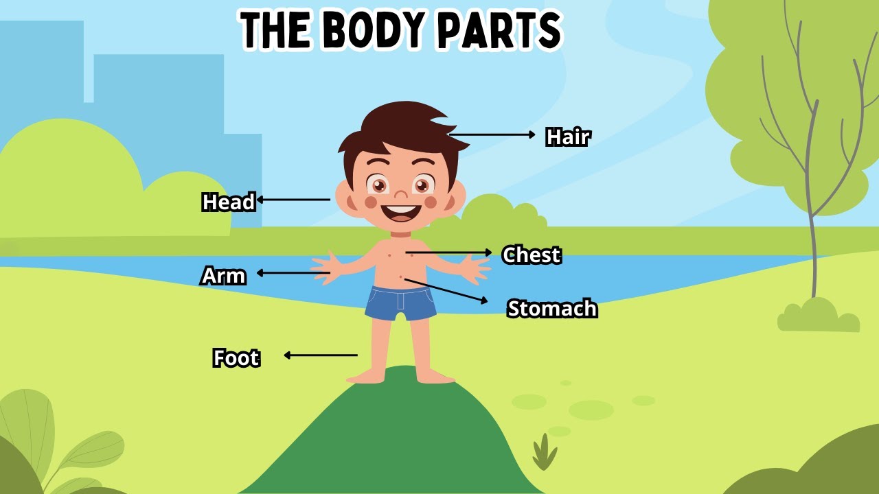 Body parts video for kids|🩻🦴 - YouTube