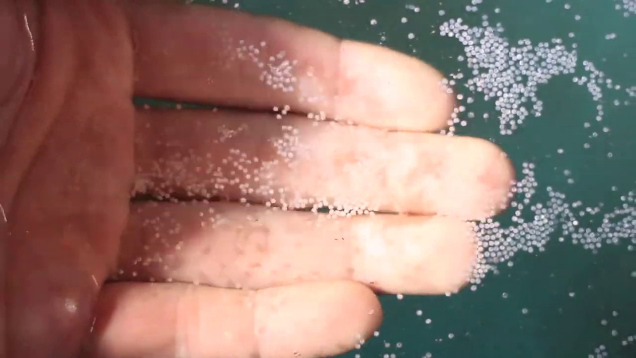 Siam Tiger fish spawn - YouTube