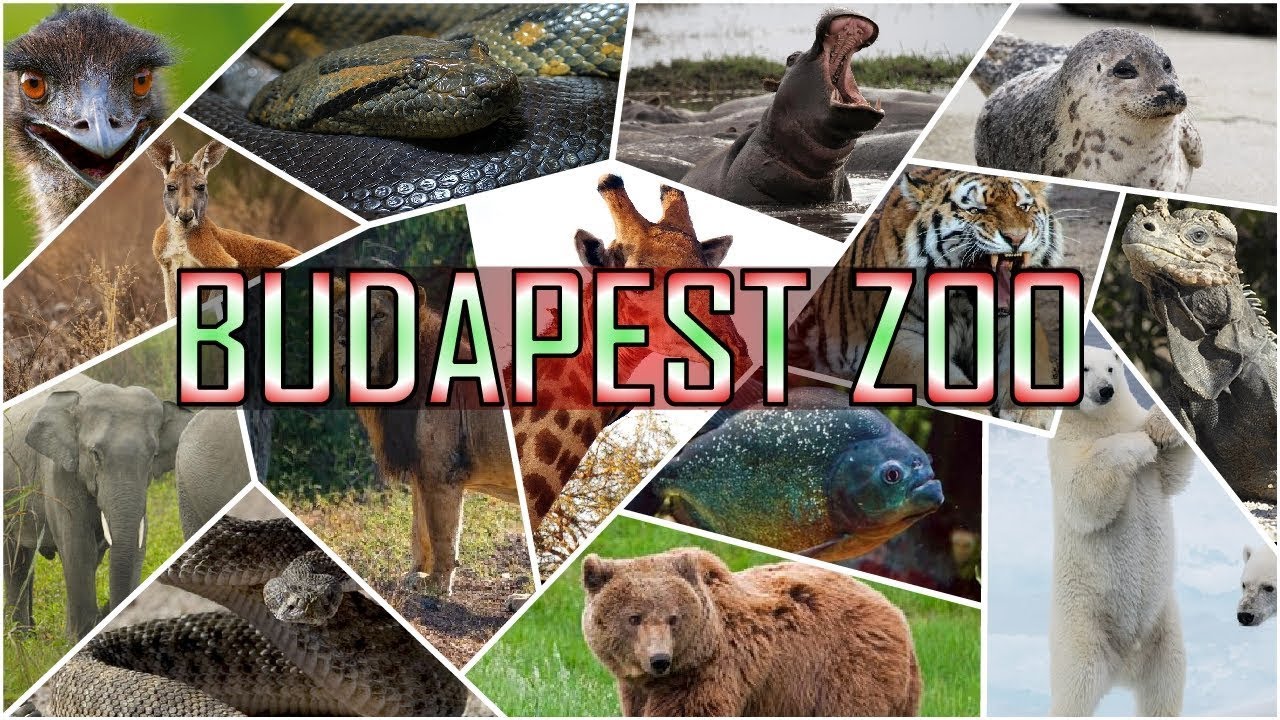 Budapest Zoo Hungary #budapest #hungary #zoo - YouTube