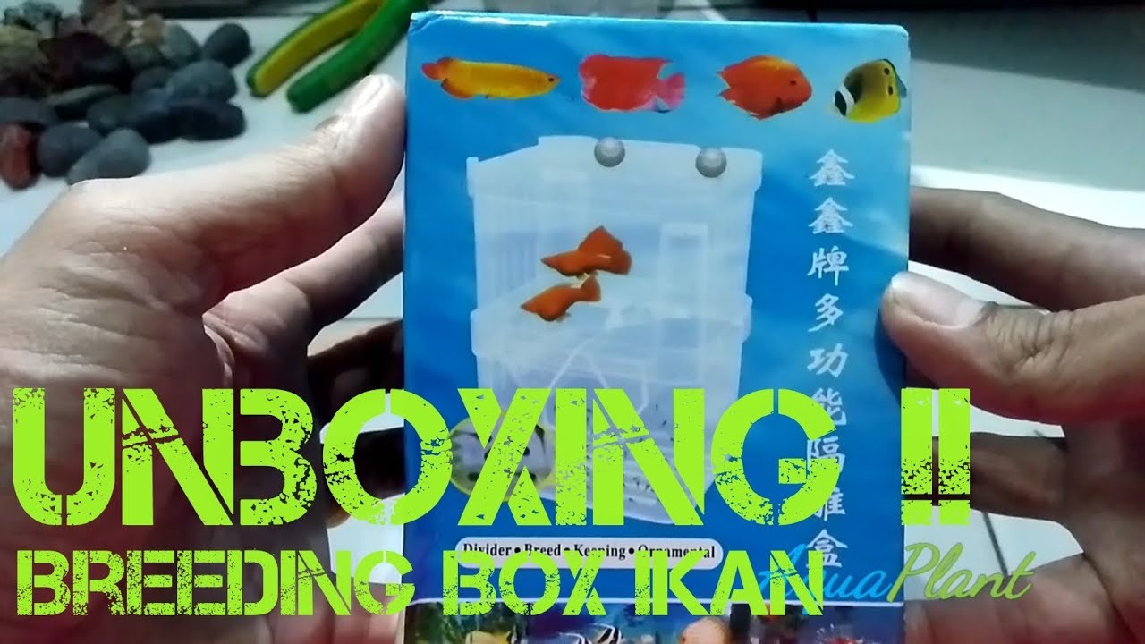 Breeding Box/ Box Karantina Ikan (Unboxing) - YouTube